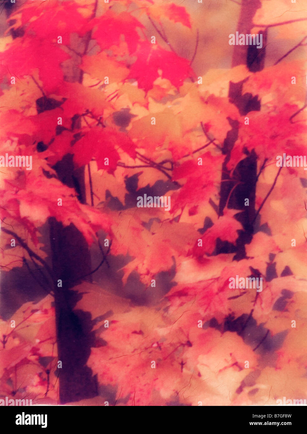 MAple Trees in Autumn. Polaroid Transfer Stock Photo - Alamy
