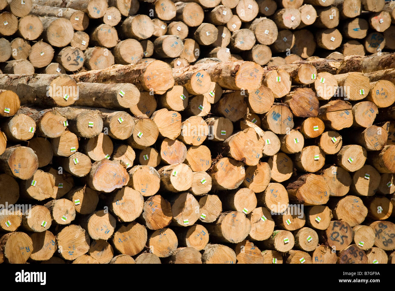 Piles of logs ready for loading at Container Port, Lyttelton Harbour ...