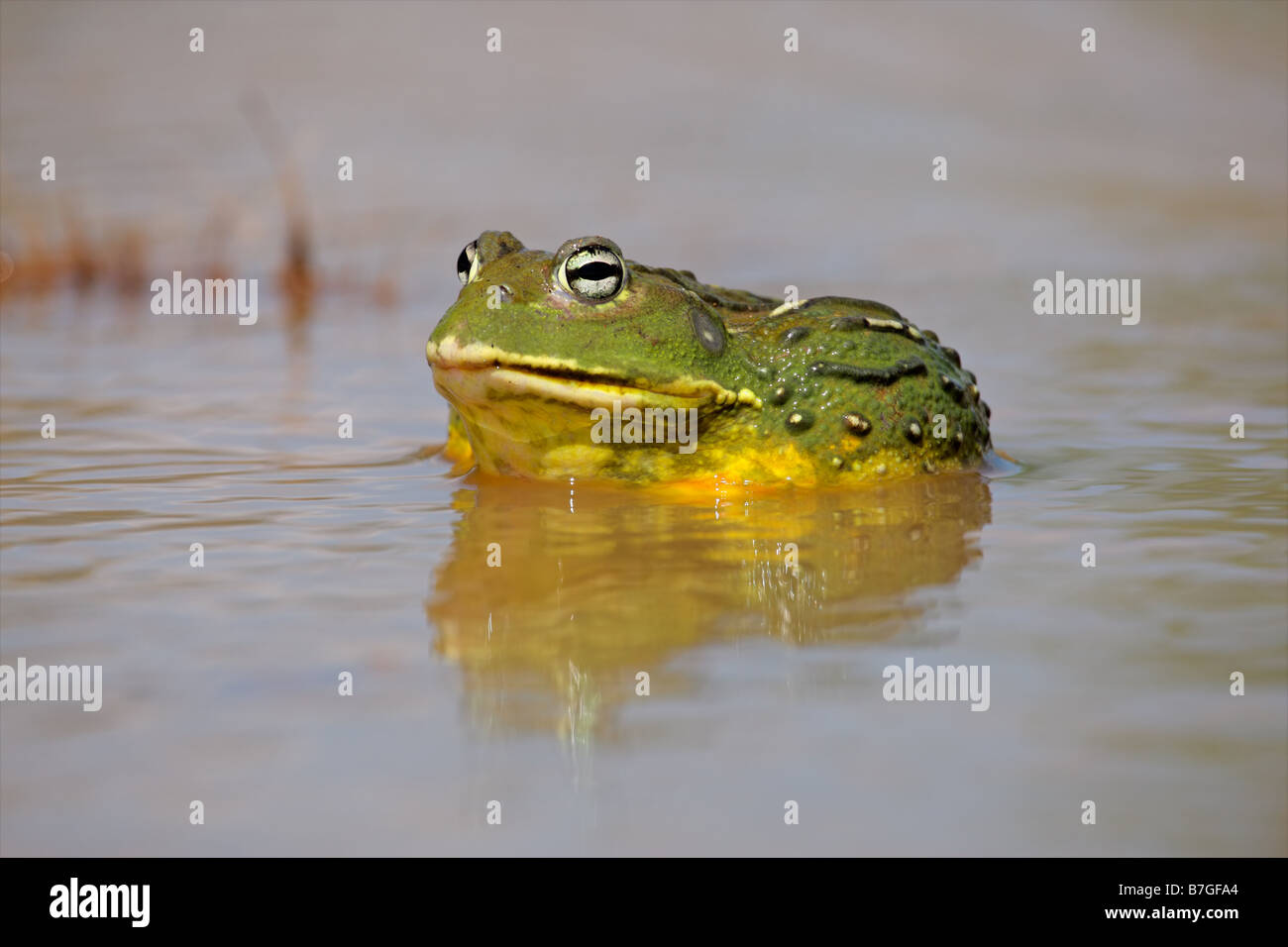 Male African giant bullfrog (Pyxicephalus adspersus) active in shallow ...