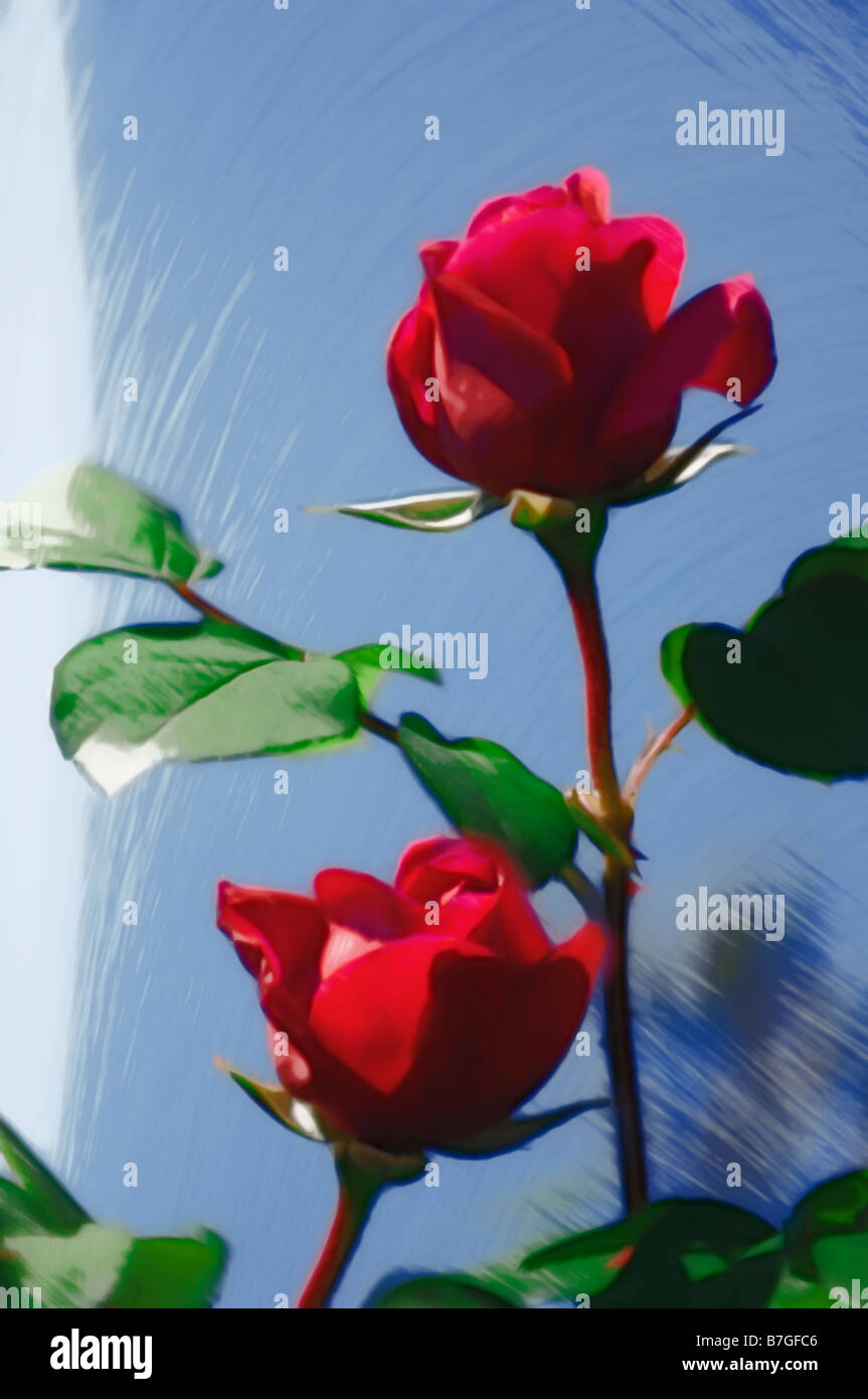 Two Red Rose Flowers Stock Photo - Alamy