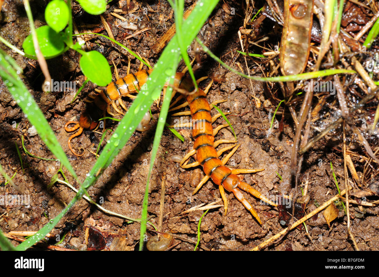 image of centipede Stock Photo - Alamy