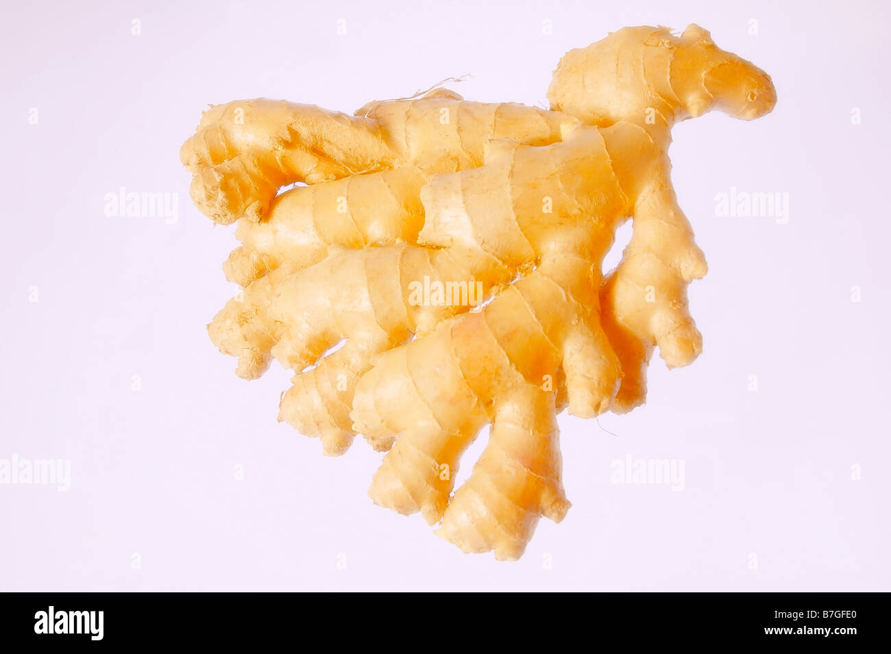 Asian plant with edible roots hi-res stock photography and images - Alamy