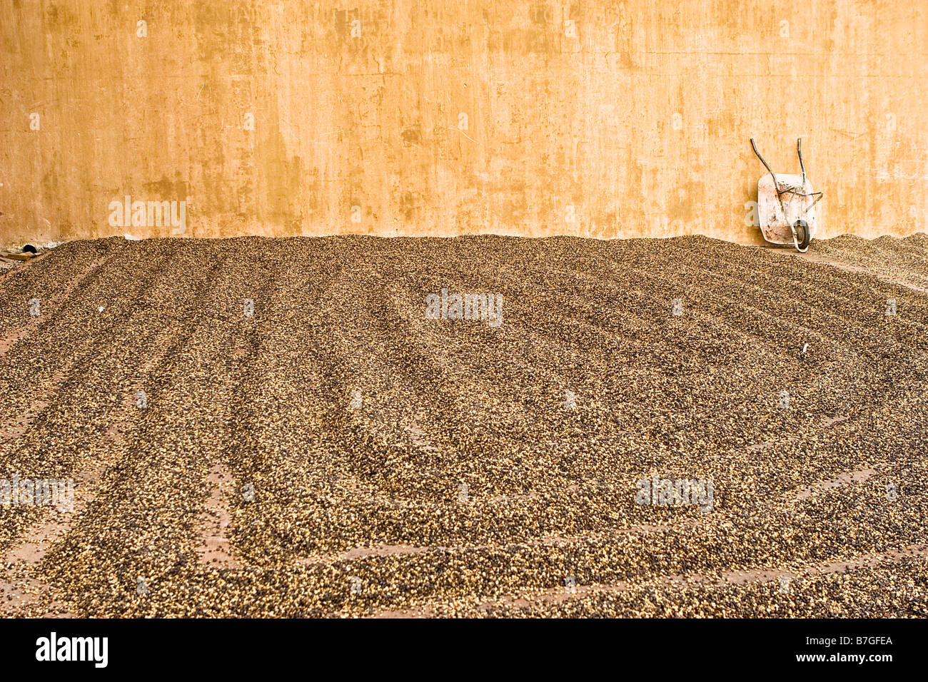 Washed parchment coffee spread out drying in the sun at a plantation ...