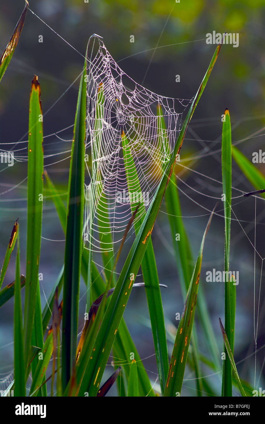 spider web in tall grass Stock Photo - Alamy