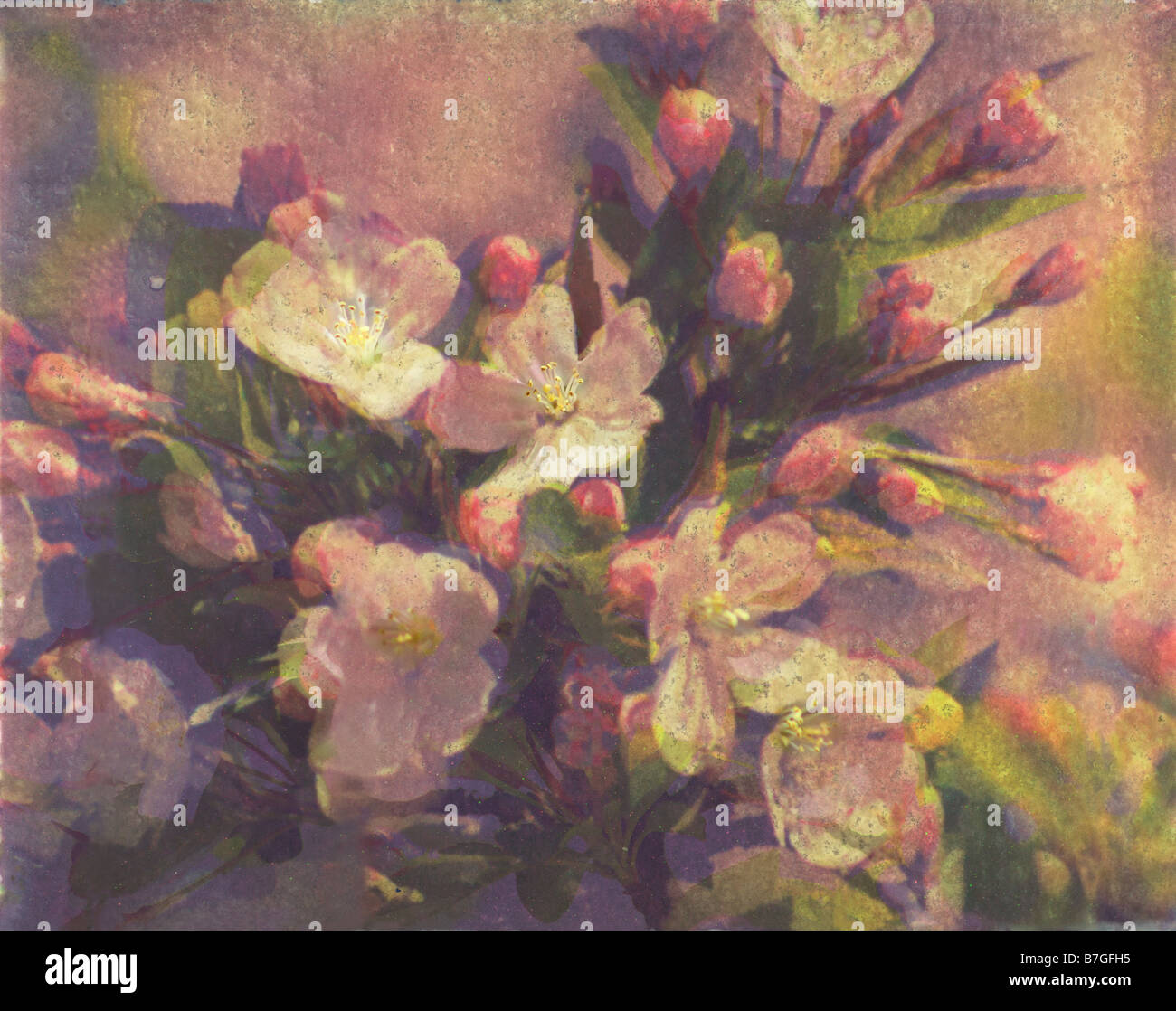 Crabapple tree blossom in hi-res stock photography and images - Alamy