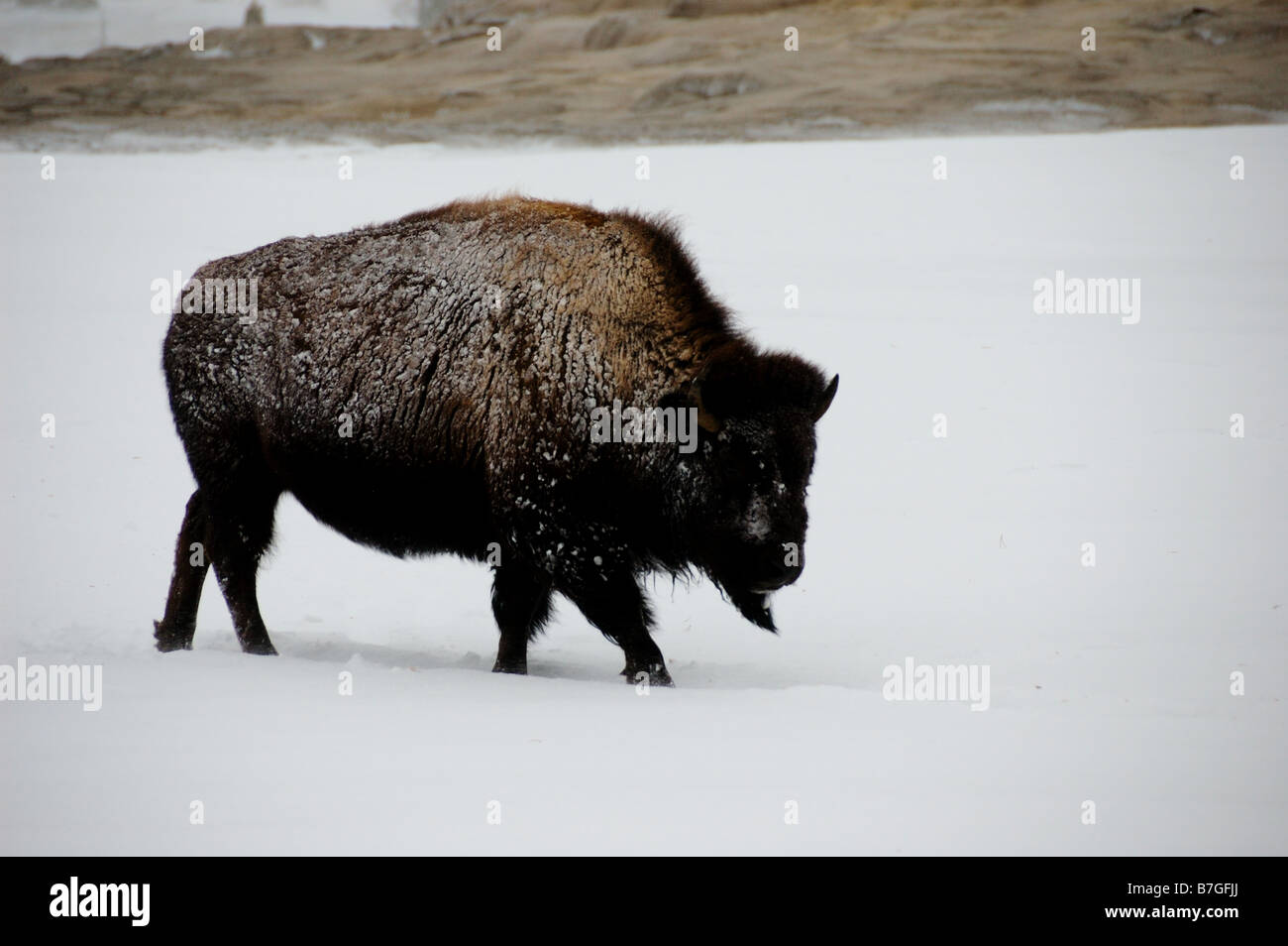 Bison in snow hi-res stock photography and images - Alamy