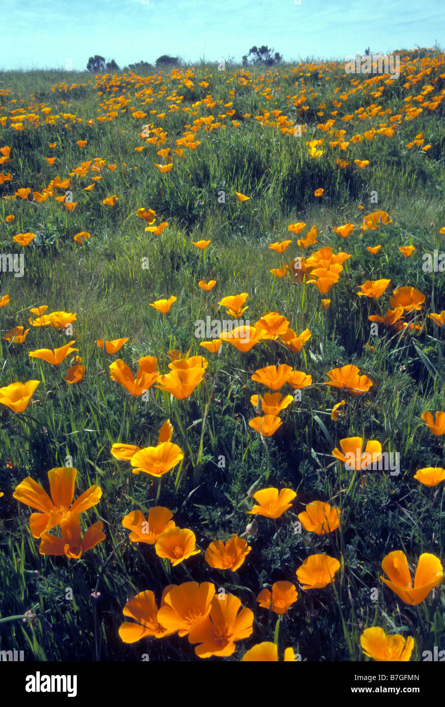 Golden Poppies, the state flower, cover the hillsides in California ...