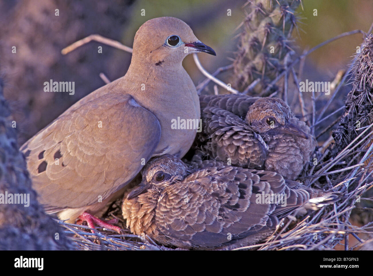 Mourning Dove (Zenaida macroura) On nest - Mother and hatchlings ...