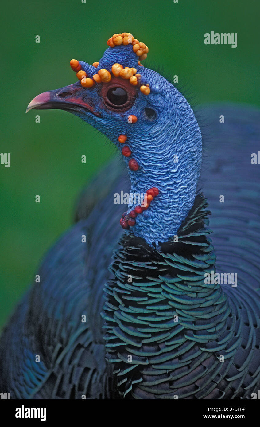 Ocellated turkey hi-res stock photography and images - Alamy