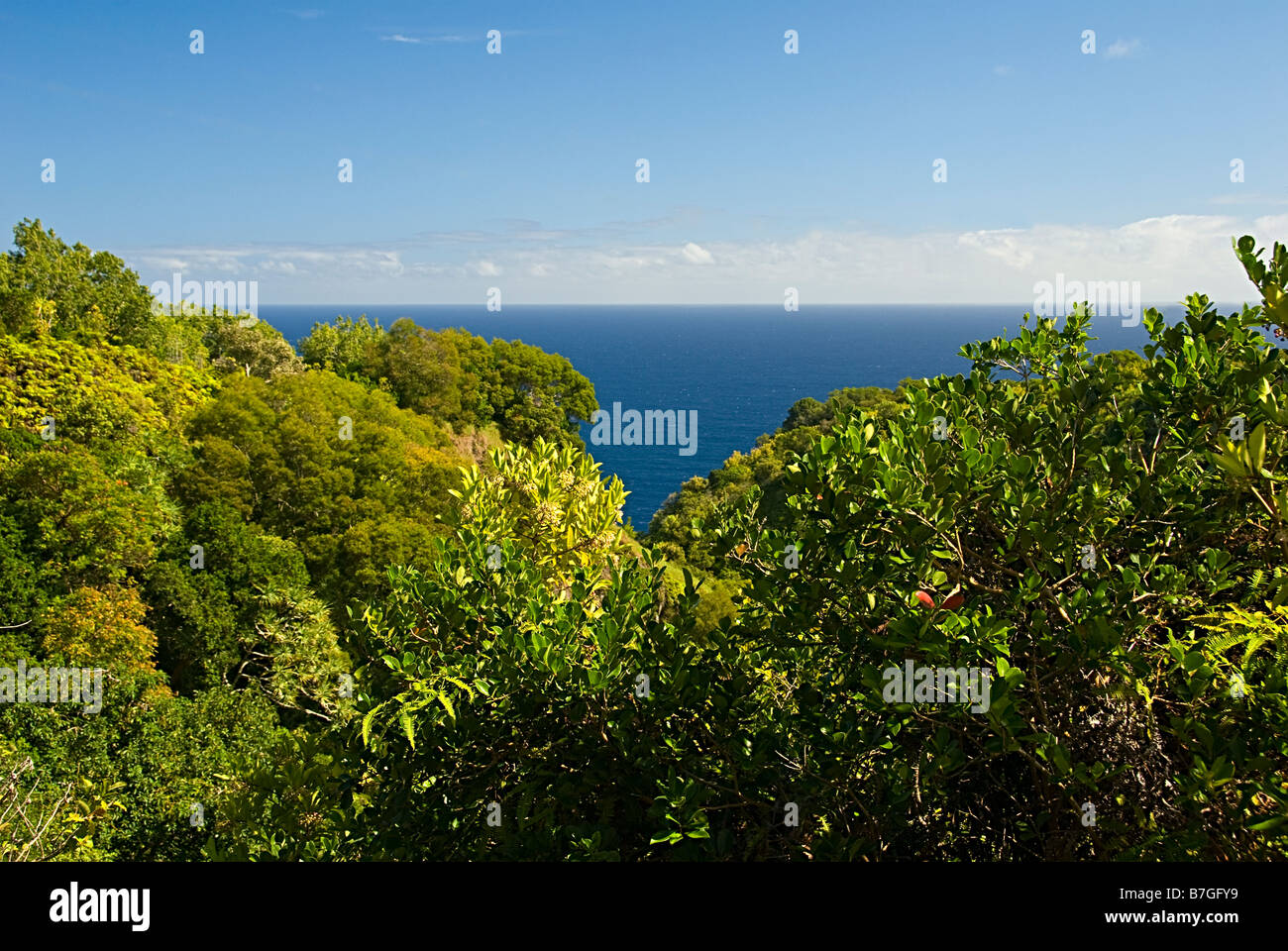 lush tropical green foliage and blue pacific ocean water maui hawaii ...