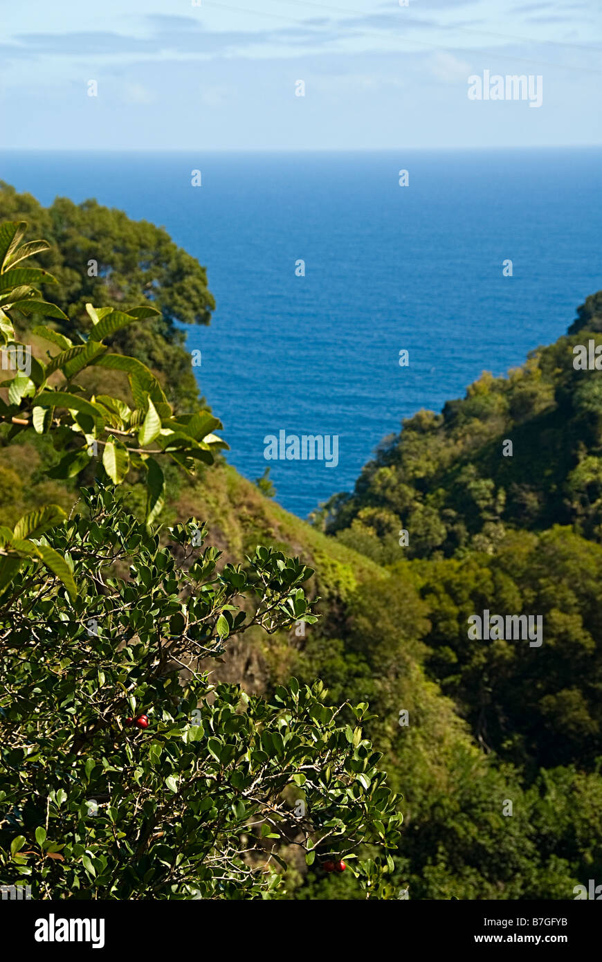 Lush tropical foliage hi-res stock photography and images - Alamy
