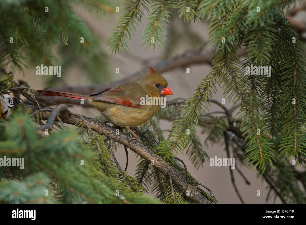 Male And Female Cardinal High Resolution Stock Photography and Images ...
