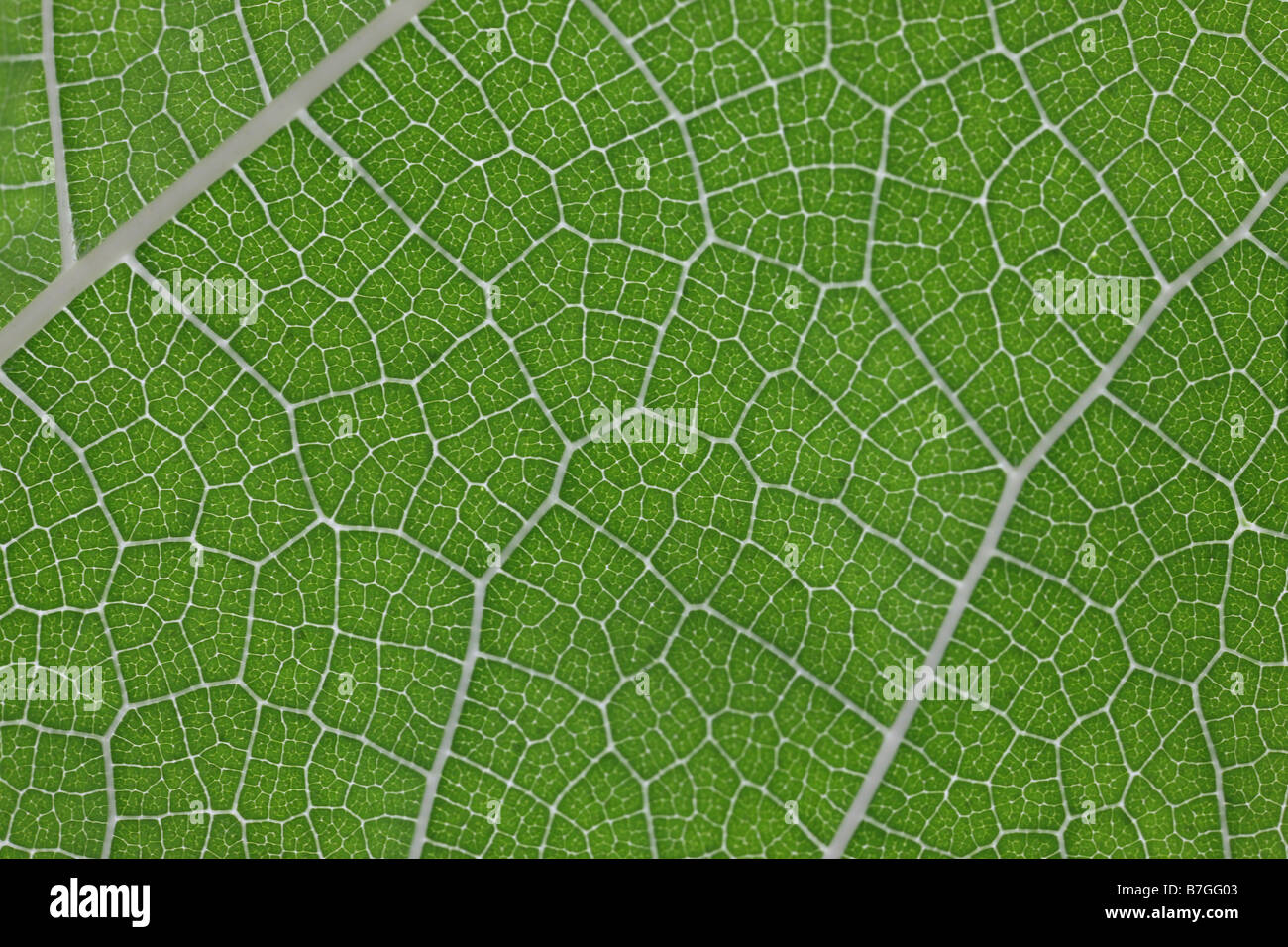 A stock photograph of an extreme close up view of the detail in a leaf ...