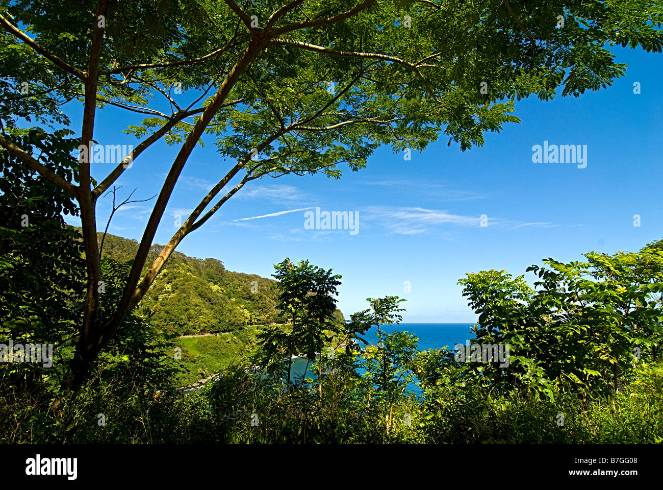 lush green tropical foliage with blue sky and pacific ocean water Stock ...