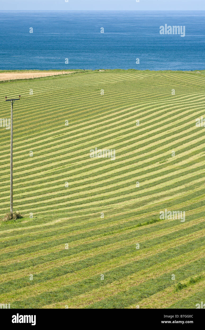 Mowed Field with Utilities vertical with horizon: An electrical utility ...