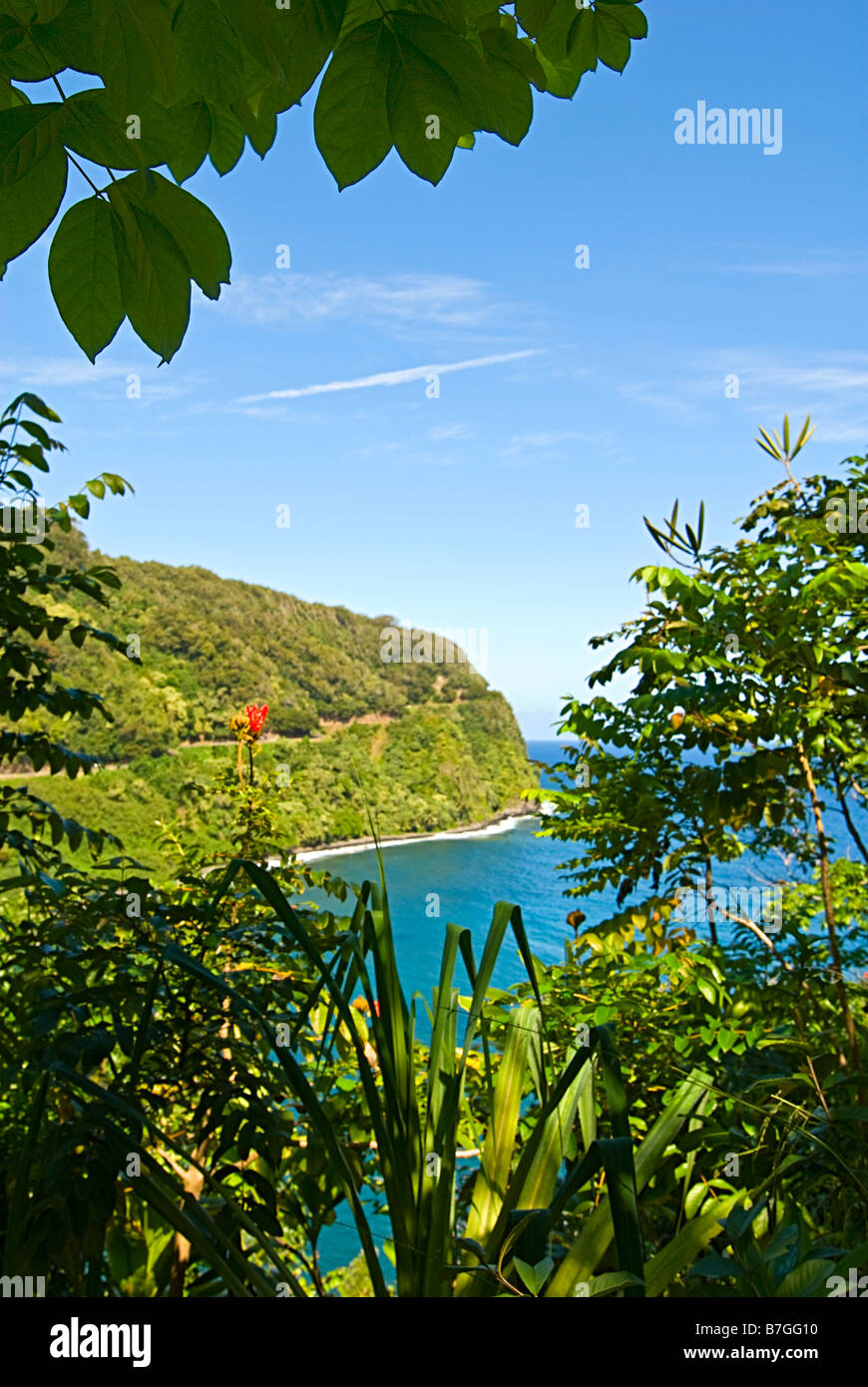 lush green tropical foliage with blue sky and pacific ocean water Stock ...