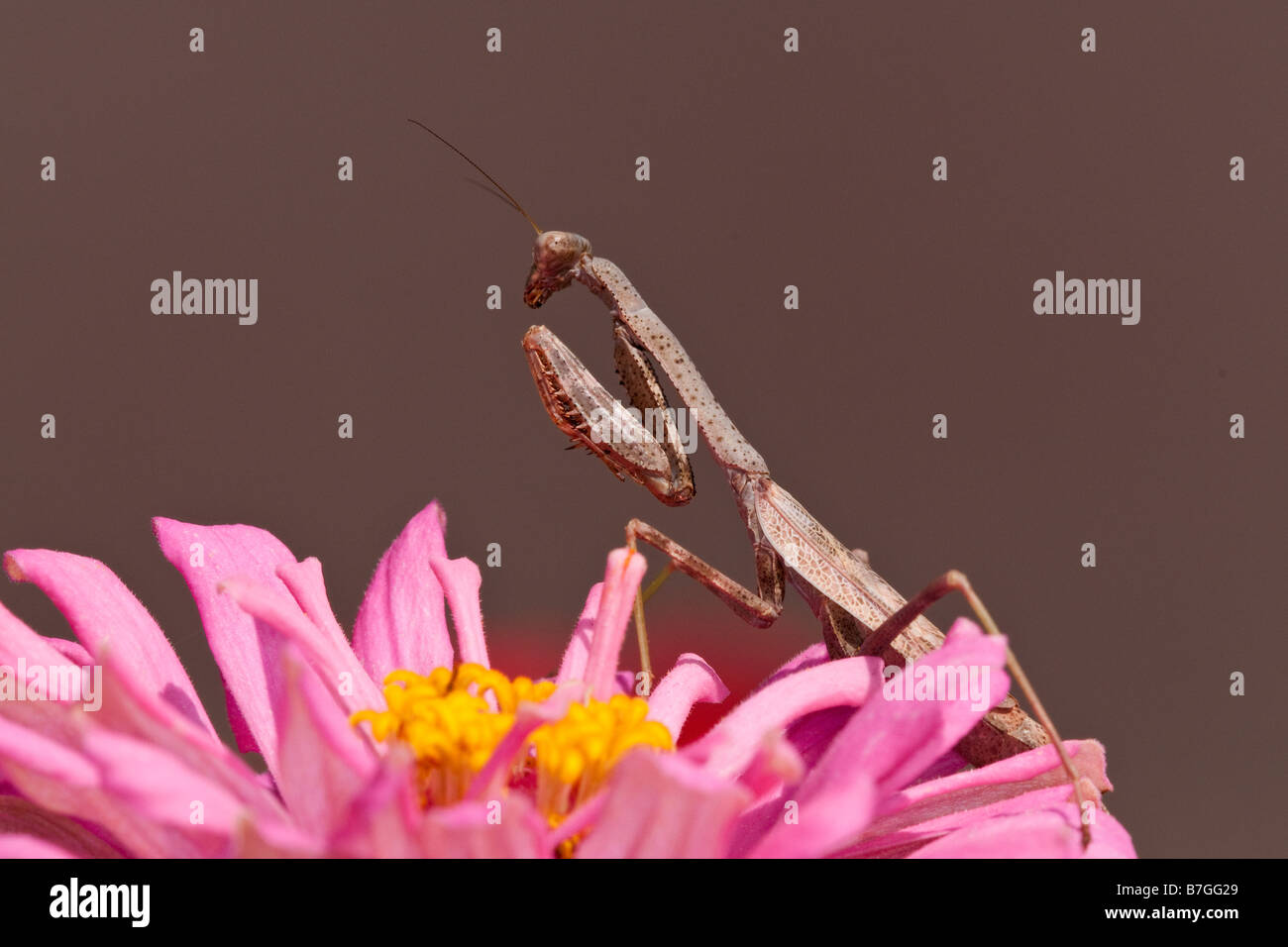 Praying mantis hunting in zinnia flowers Stock Photo - Alamy