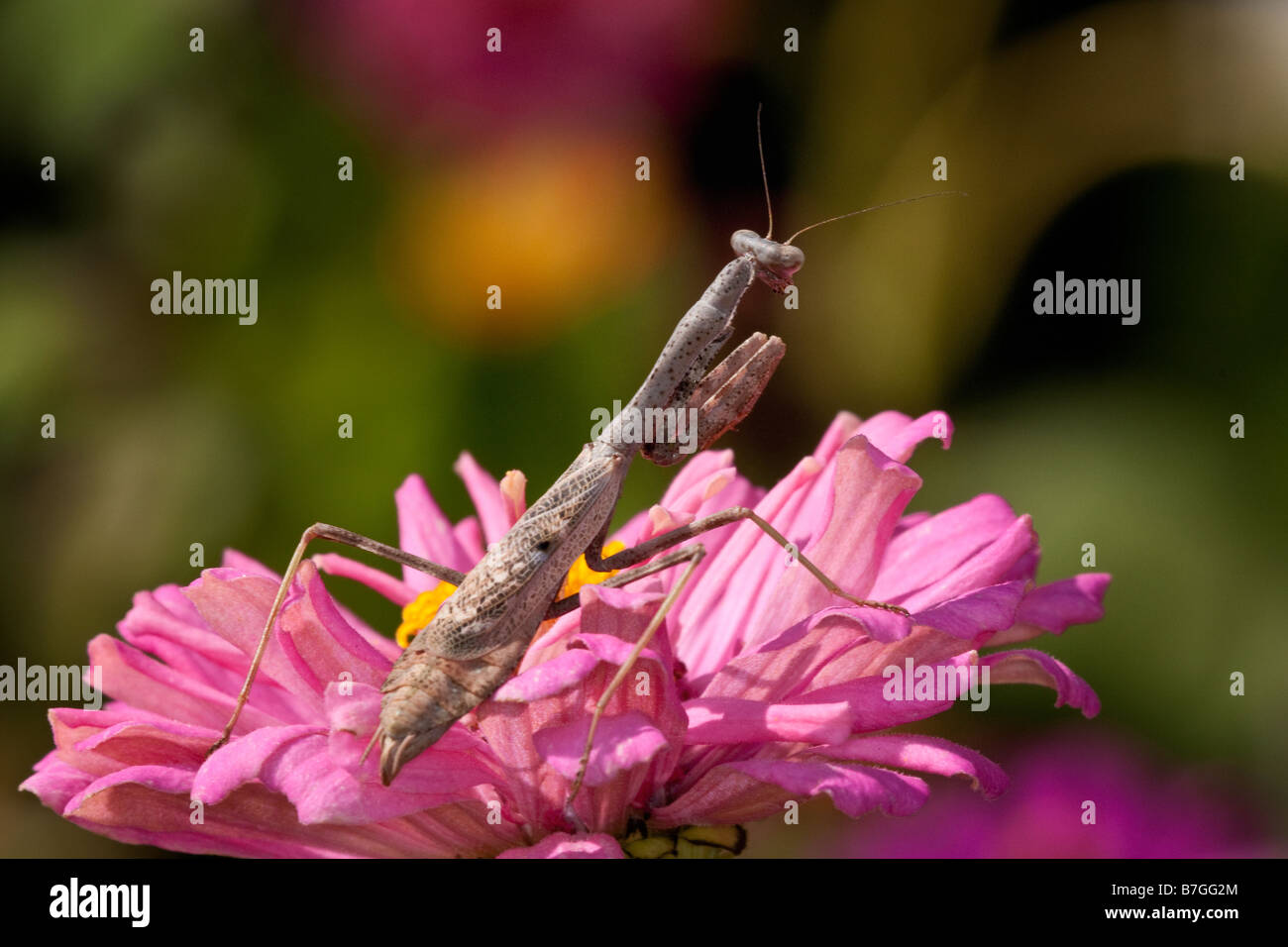 Praying mantis hunting in zinnia flowers Stock Photo - Alamy