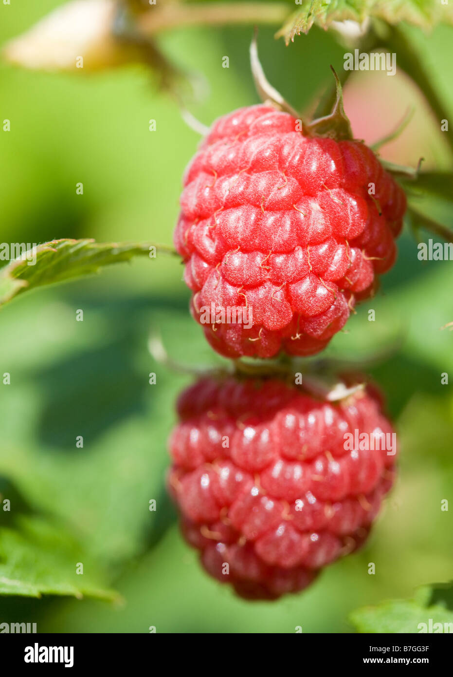 Raspberries ready to harvest hi-res stock photography and images - Alamy