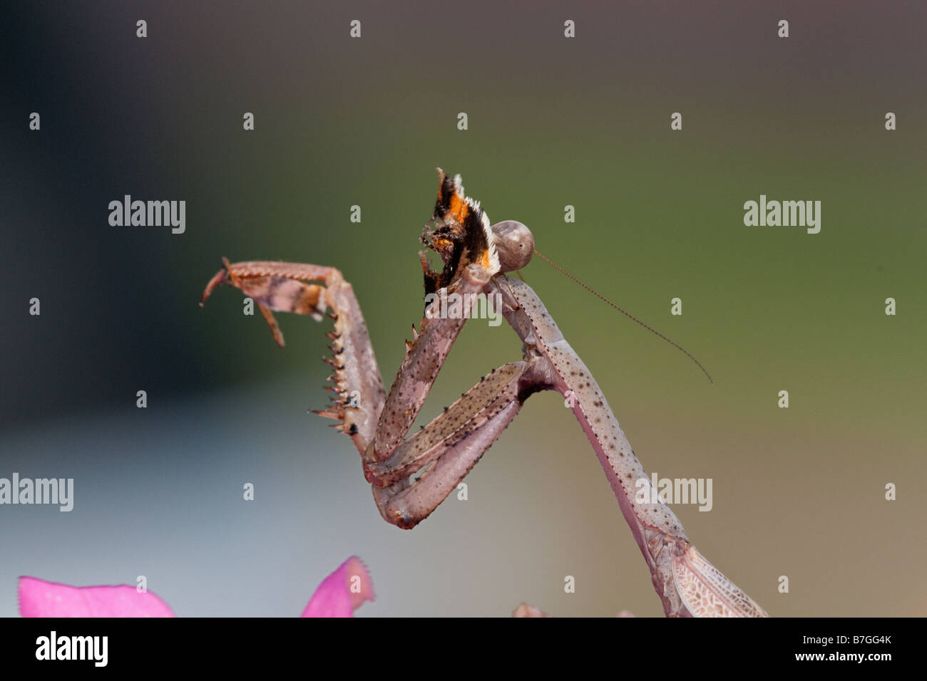 Close up of Praying Mantis hunting in flowers Stock Photo - Alamy