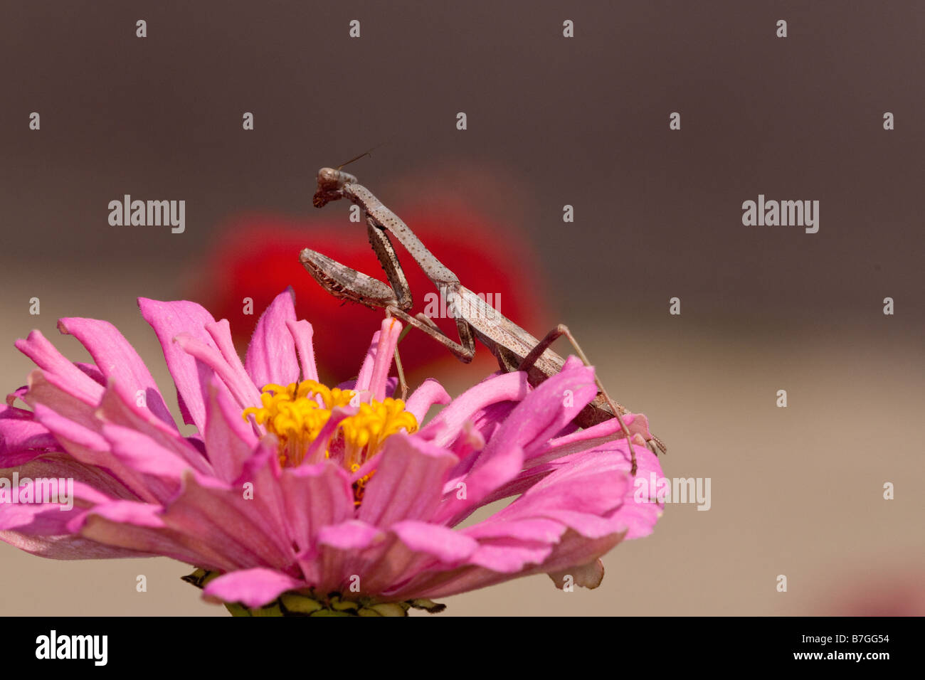 Praying mantis hunting in zinnia flowers Stock Photo - Alamy
