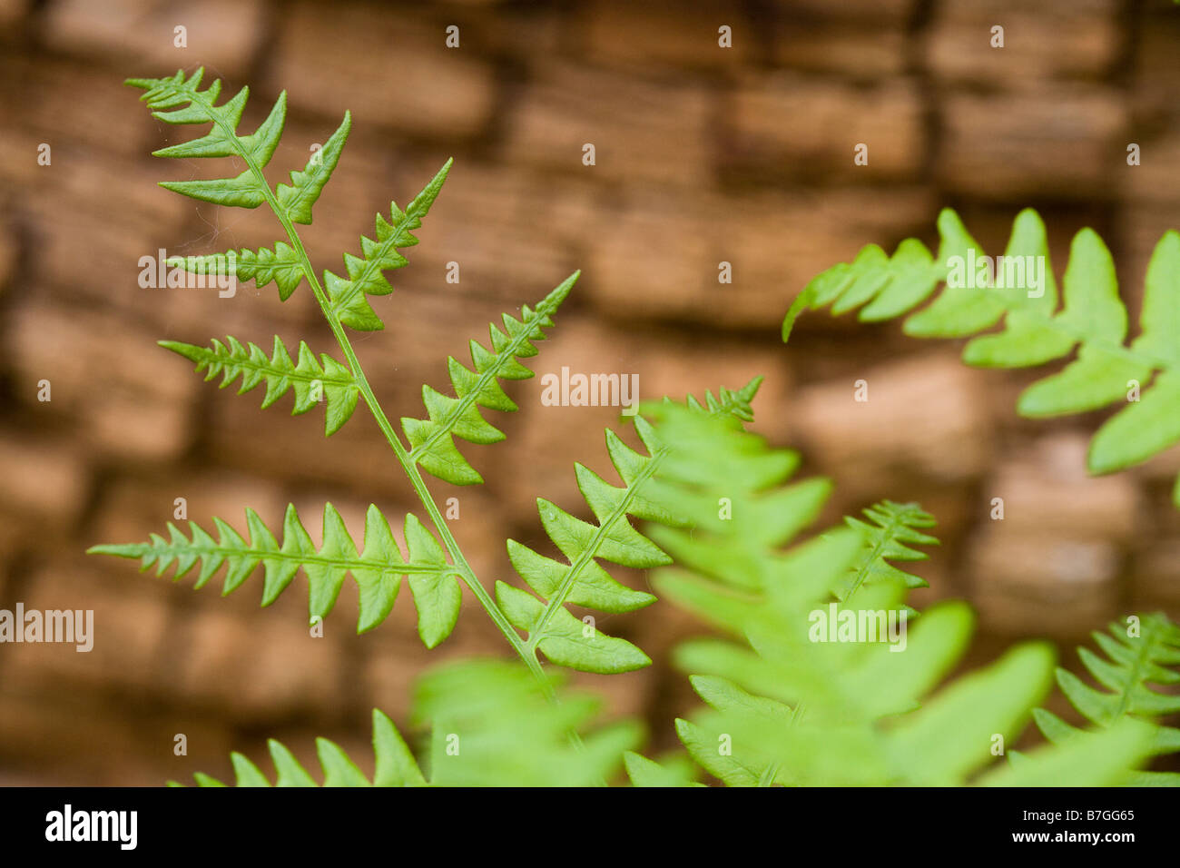 Knocked over plant hi-res stock photography and images - Alamy