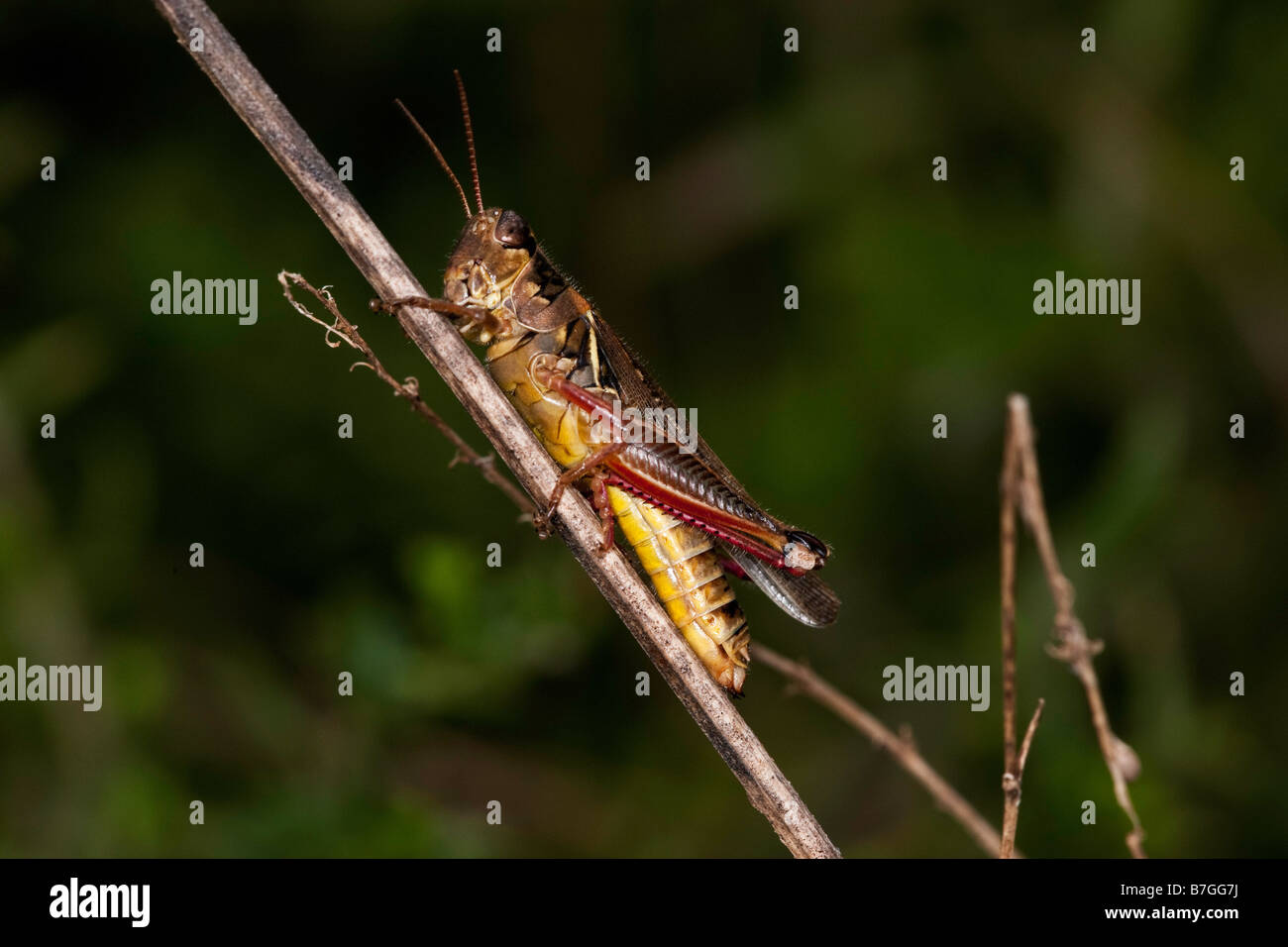 Red locust hi-res stock photography and images - Alamy