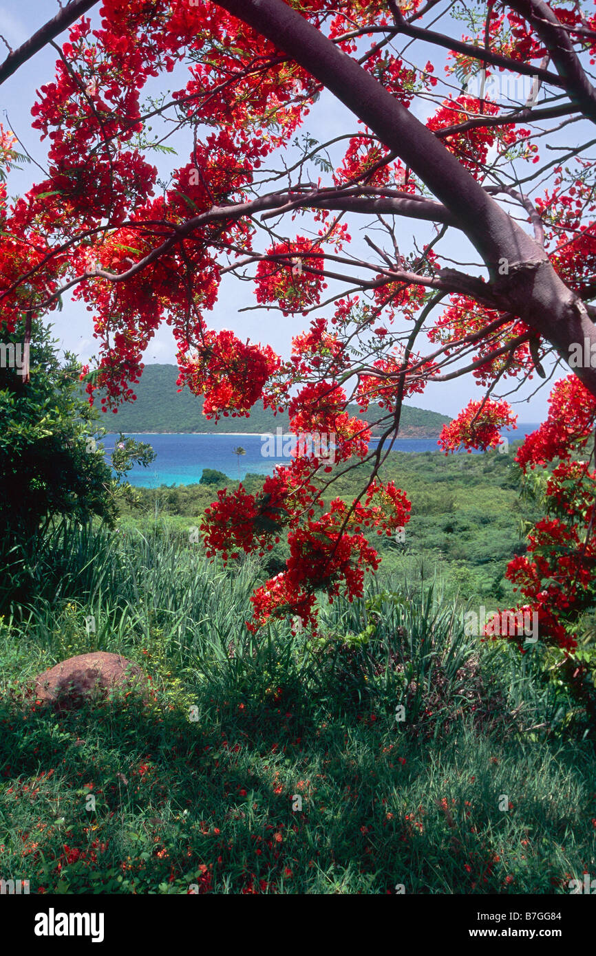 Flamboyan Tree Culebra Island Puerto Rico Stock Photo - Alamy