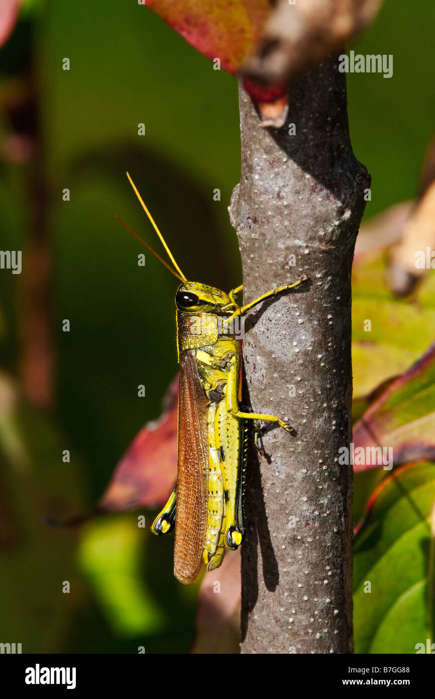 American Bird grasshopper Stock Photo - Alamy