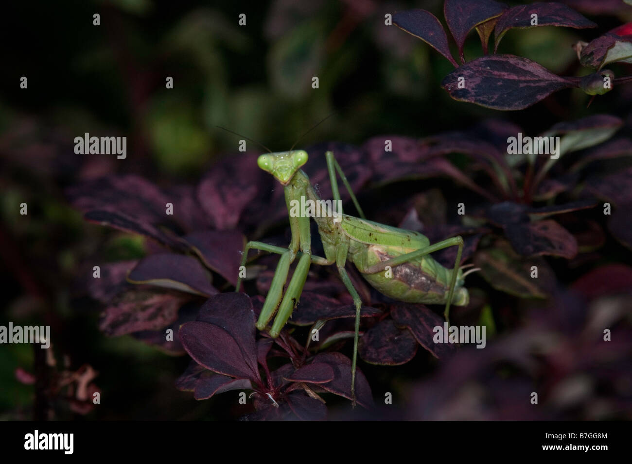 Praying mantis in shrub Stock Photo - Alamy
