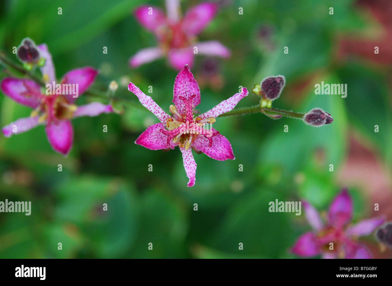 TOAD LILY, TOAD LILIES, (TRICYRTIS FORMOSANA) IN FLOWER GARDEN, IOWA ...