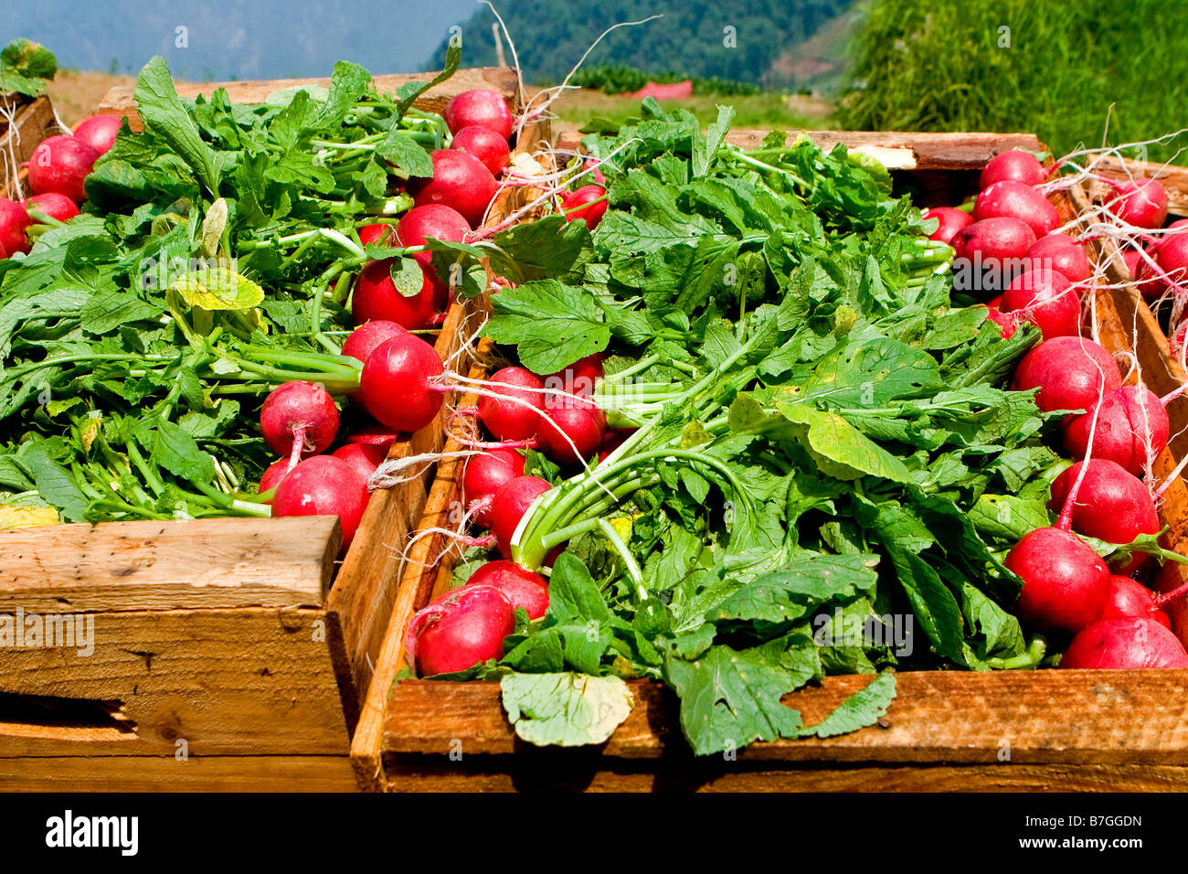 Rabanos hi-res stock photography and images - Alamy
