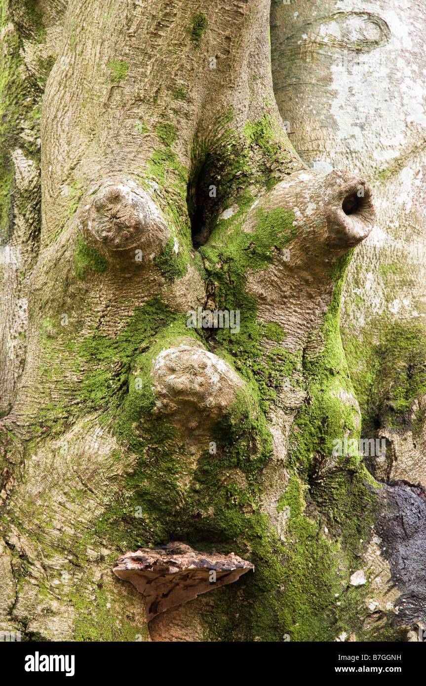 Tree trunk with face like features. Dorset Stock Photo - Alamy