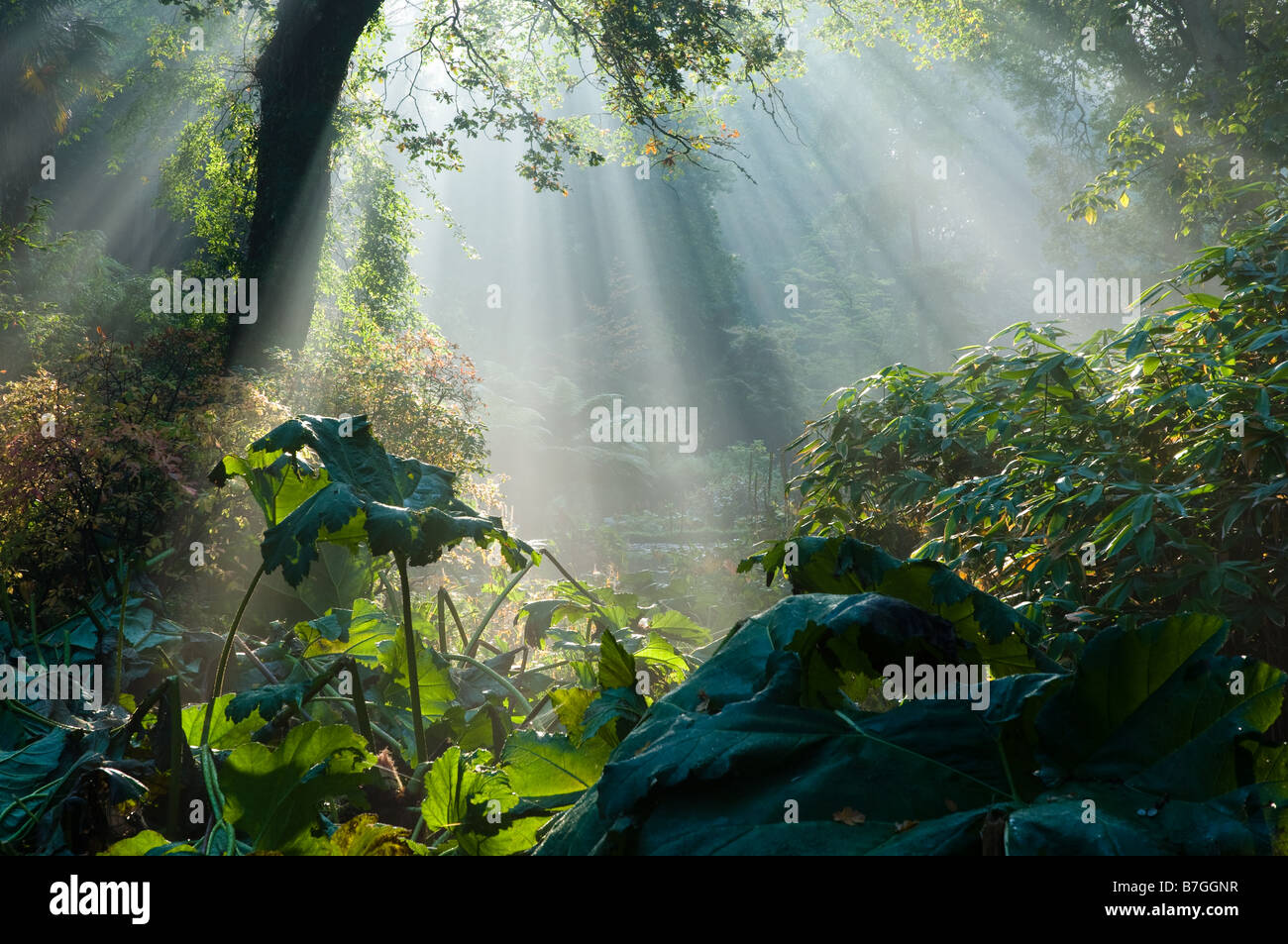 Early morning Sun rays in a garden Stock Photo - Alamy