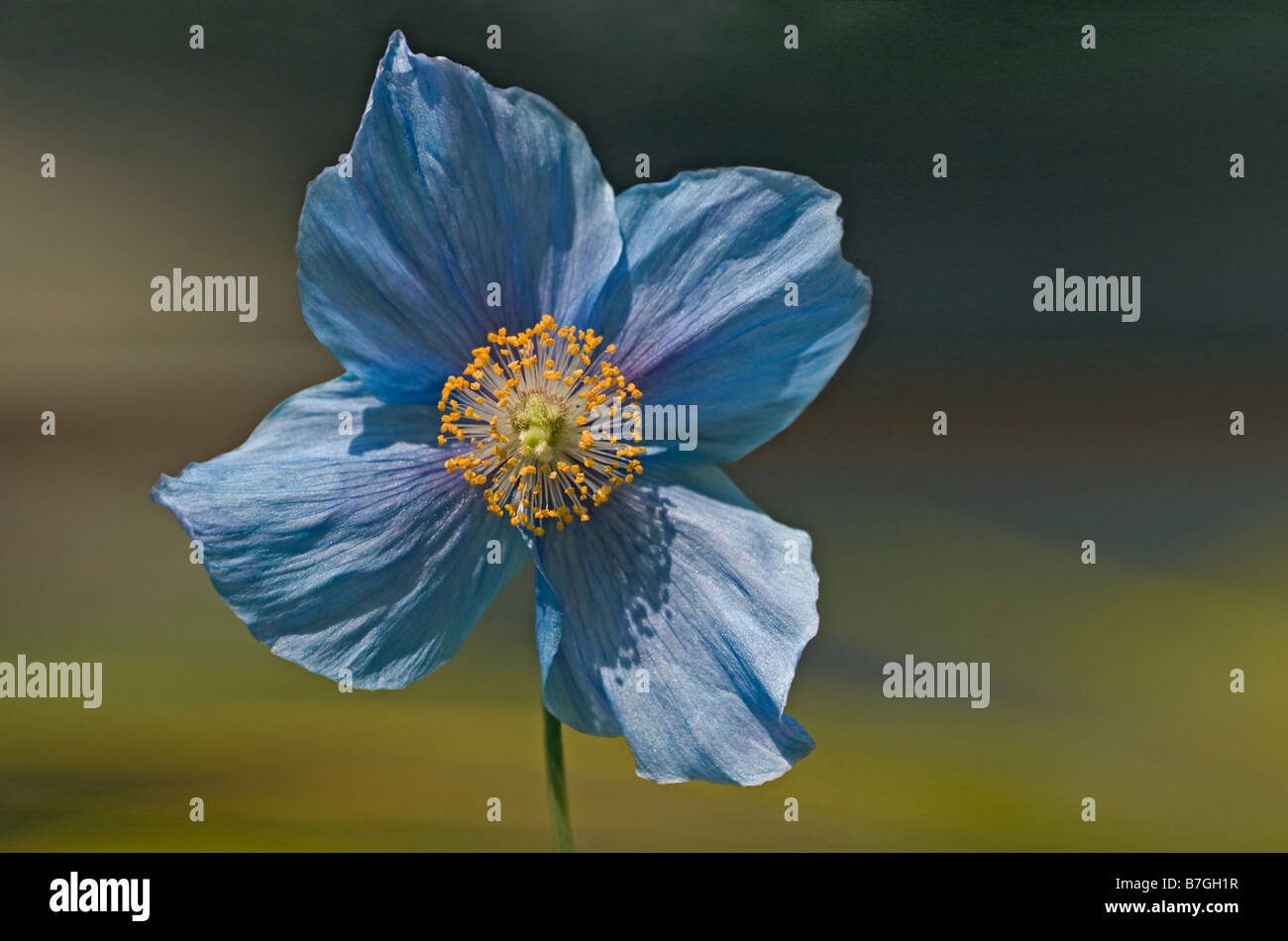 Plants Blue Himalayan Poppy Meconopsis High Resolution Stock ...