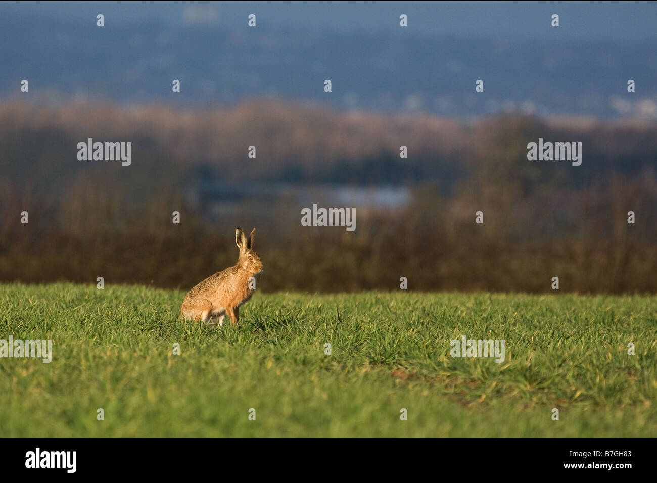 Hare in field hi-res stock photography and images - Alamy