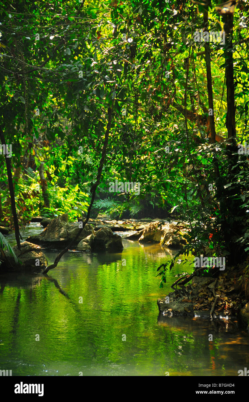 Jungle Scenery
