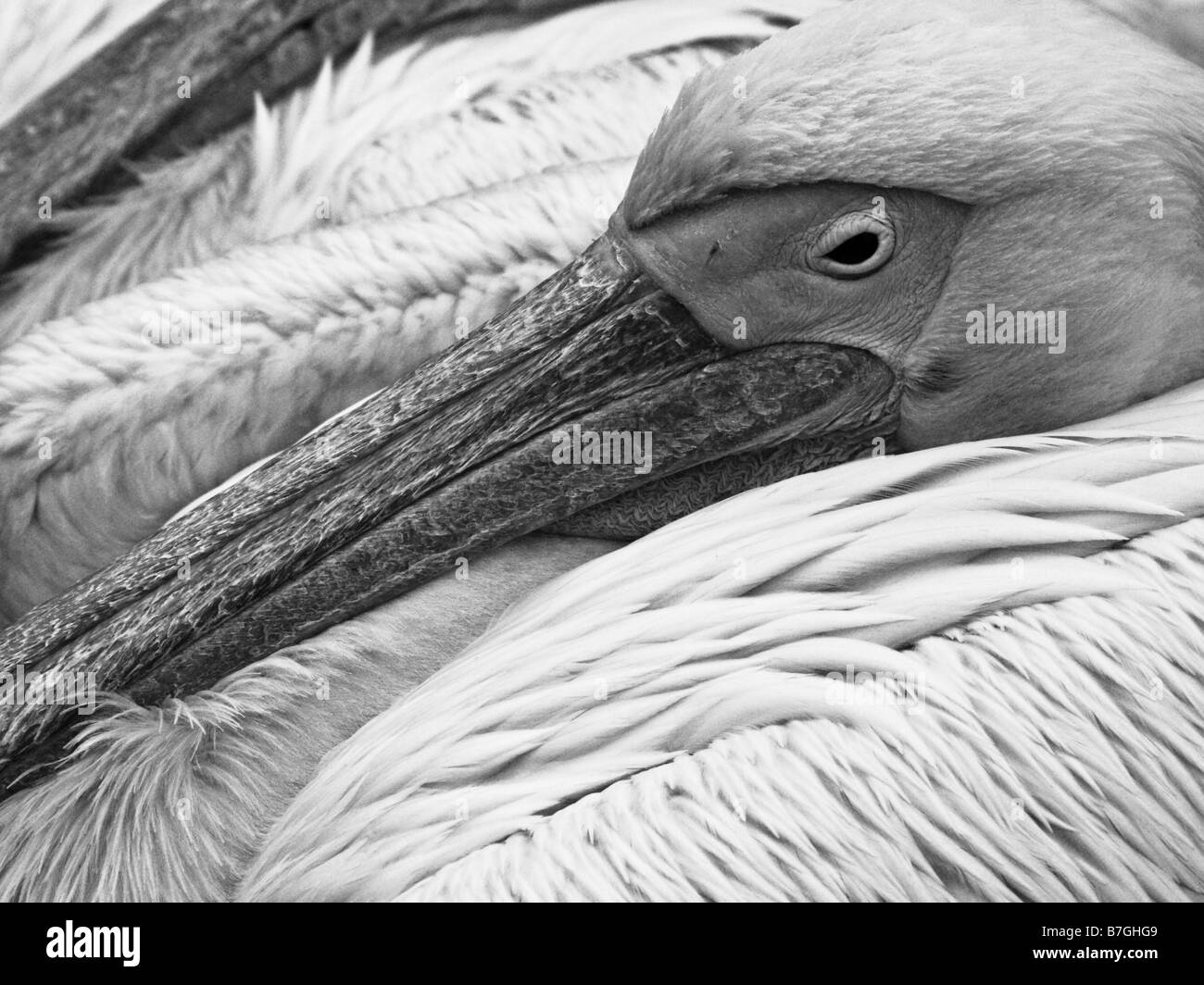Marine pelican hi-res stock photography and images - Alamy
