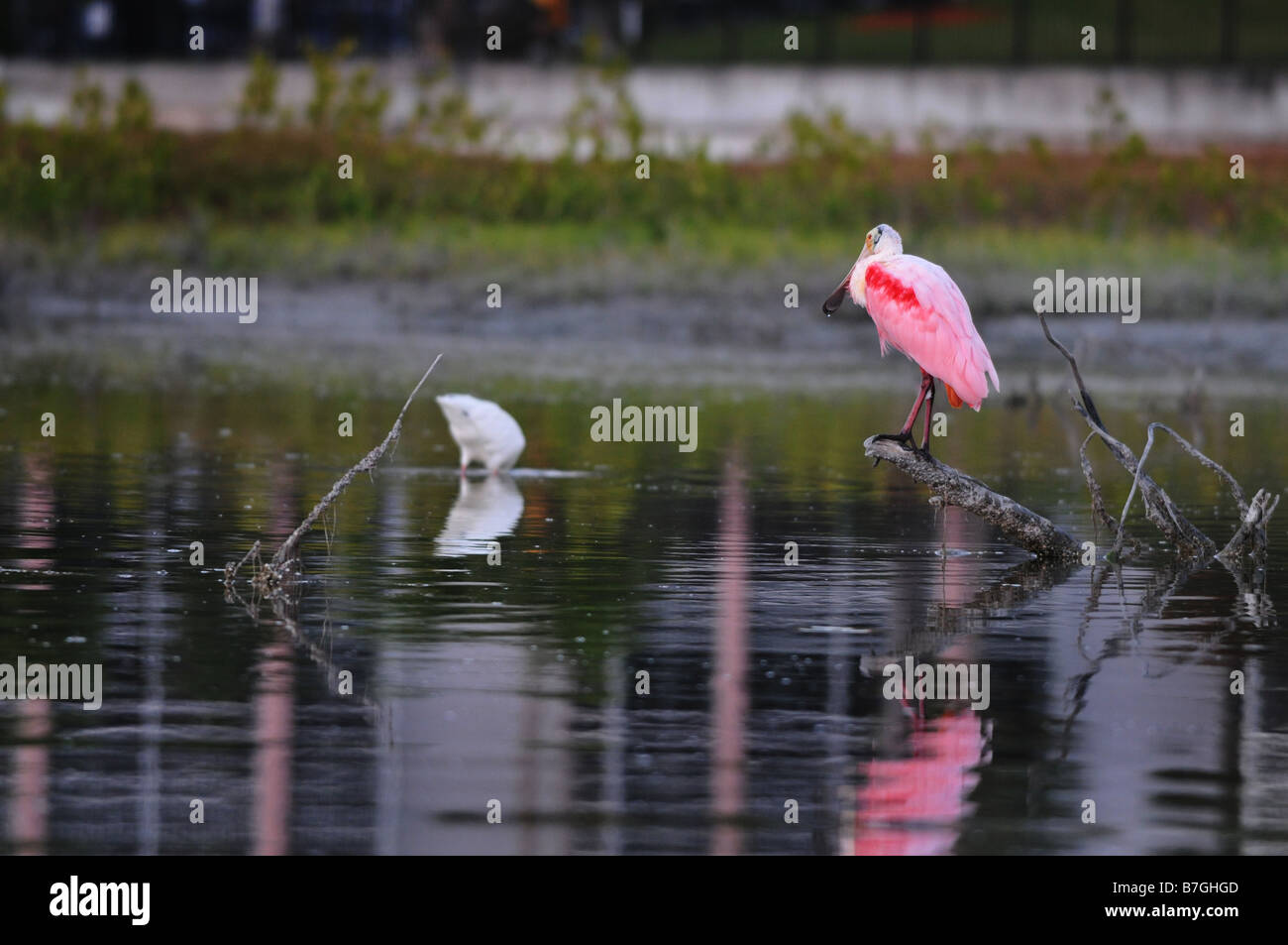 Pink spoonbill hi-res stock photography and images - Alamy