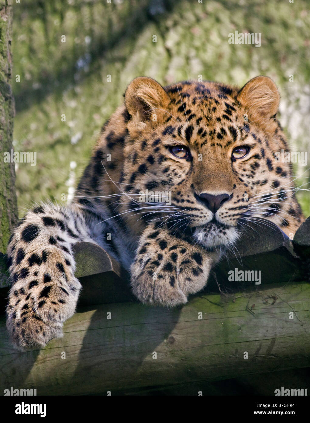 Juvenile Amur Leopard (Panthera pardus orientalis), UK Stock Photo - Alamy
