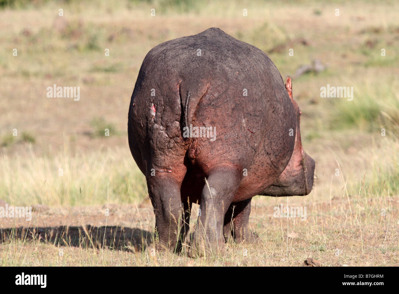 Fat hippo hi-res stock photography and images - Alamy