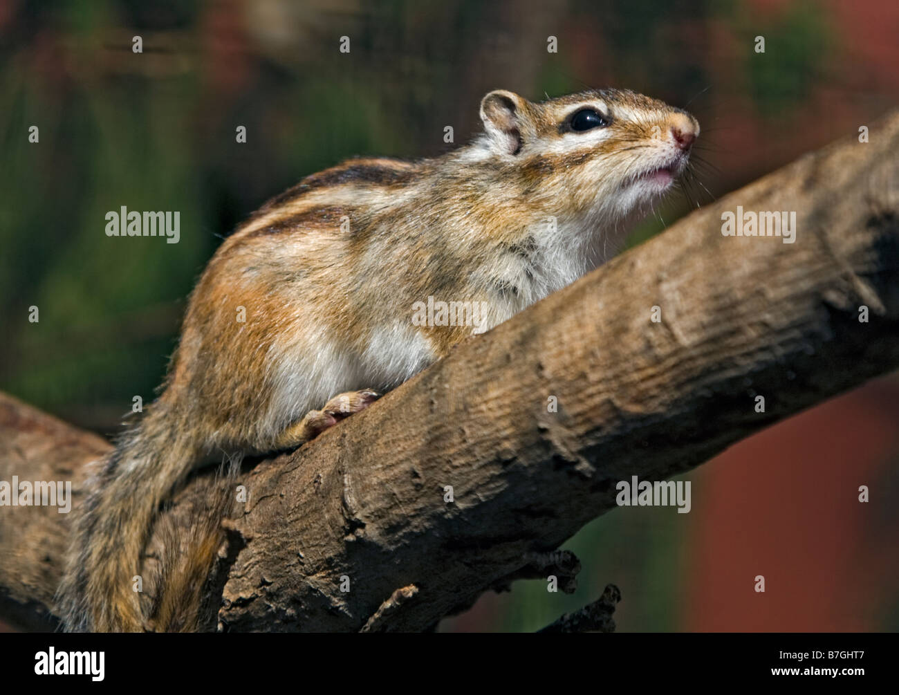 Siberian chipmunks hi-res stock photography and images - Alamy