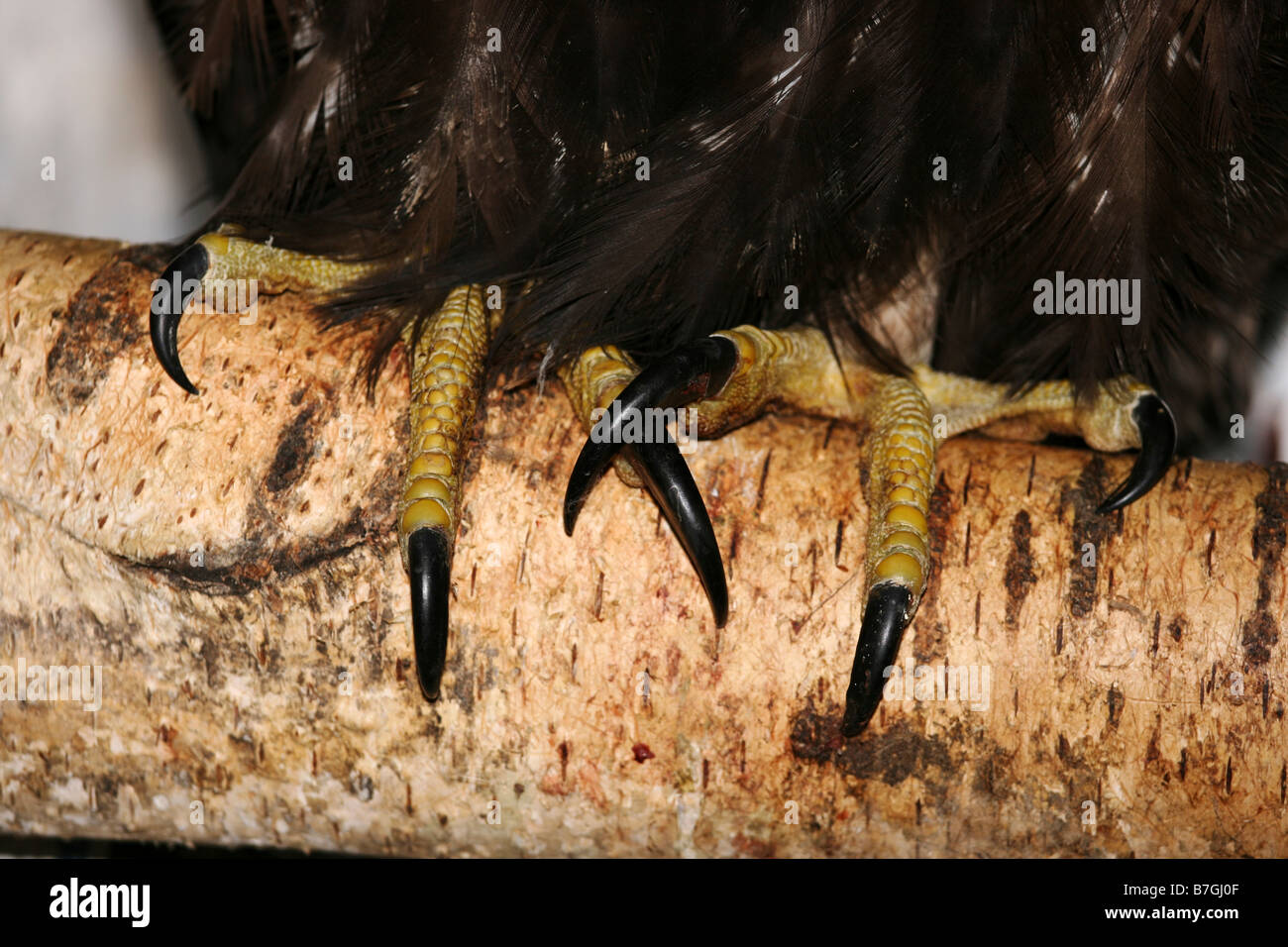 Eagle claws hi-res stock photography and images - Alamy
