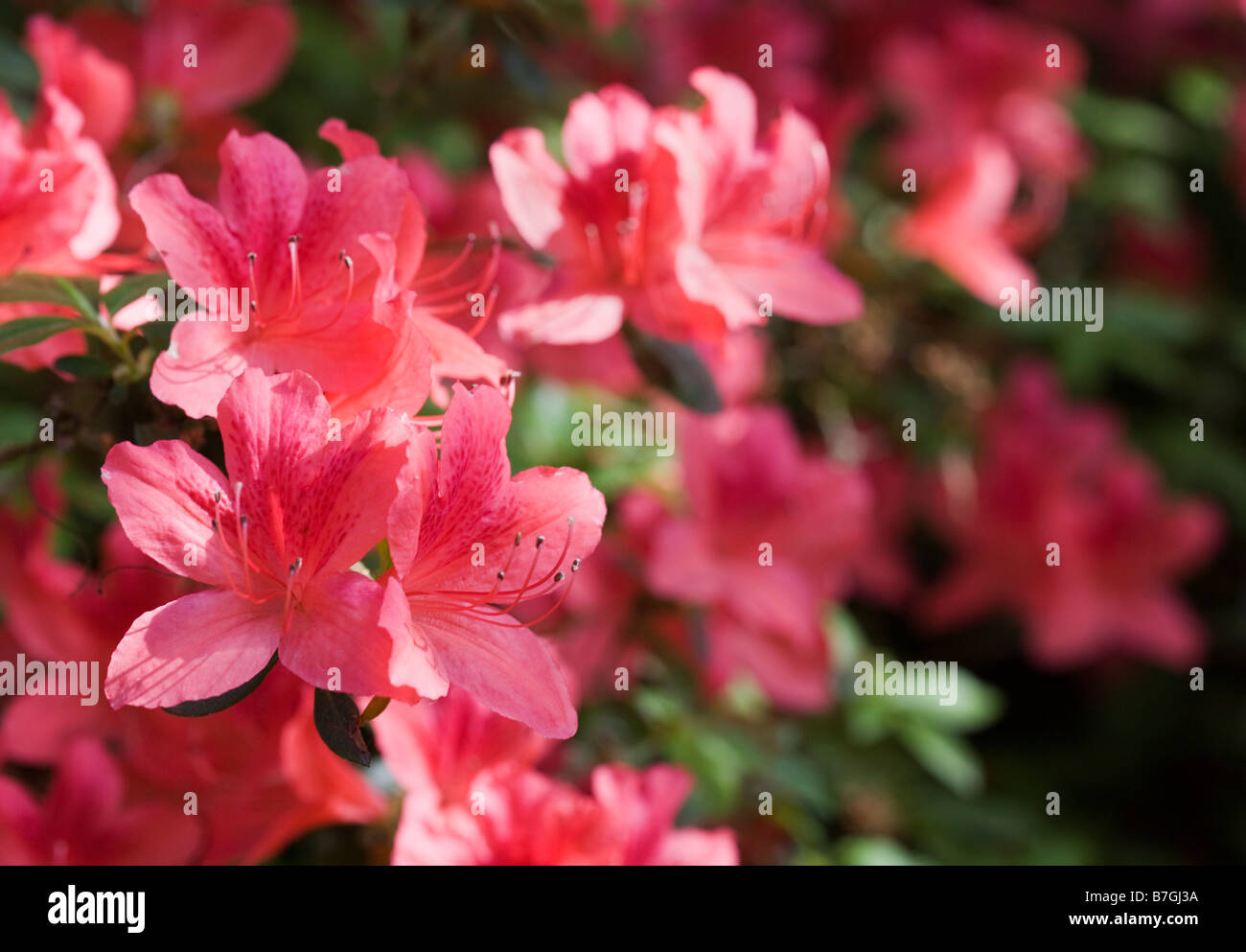 Semi evergreen rhododendron hi-res stock photography and images - Alamy
