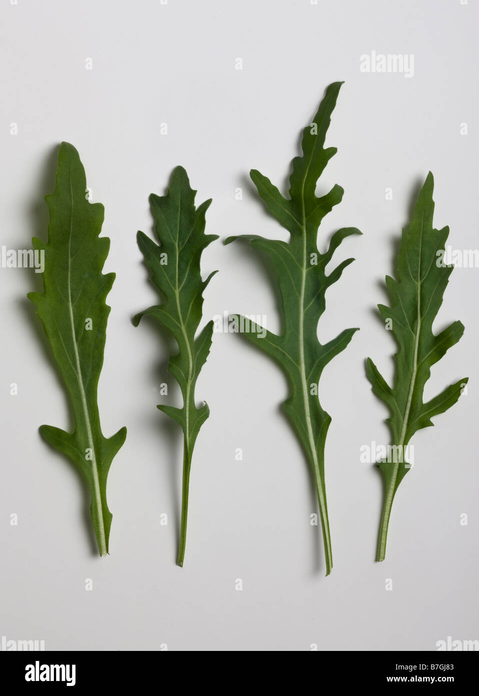 Rocket leaf salad hi-res stock photography and images - Alamy