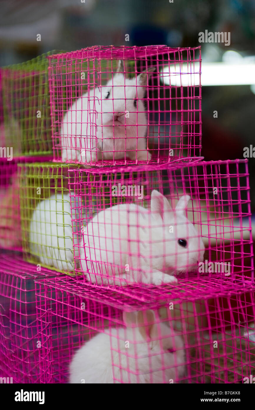 Pet Stall Chatuchak Weekend Market Bangkok Stock Photo - Alamy