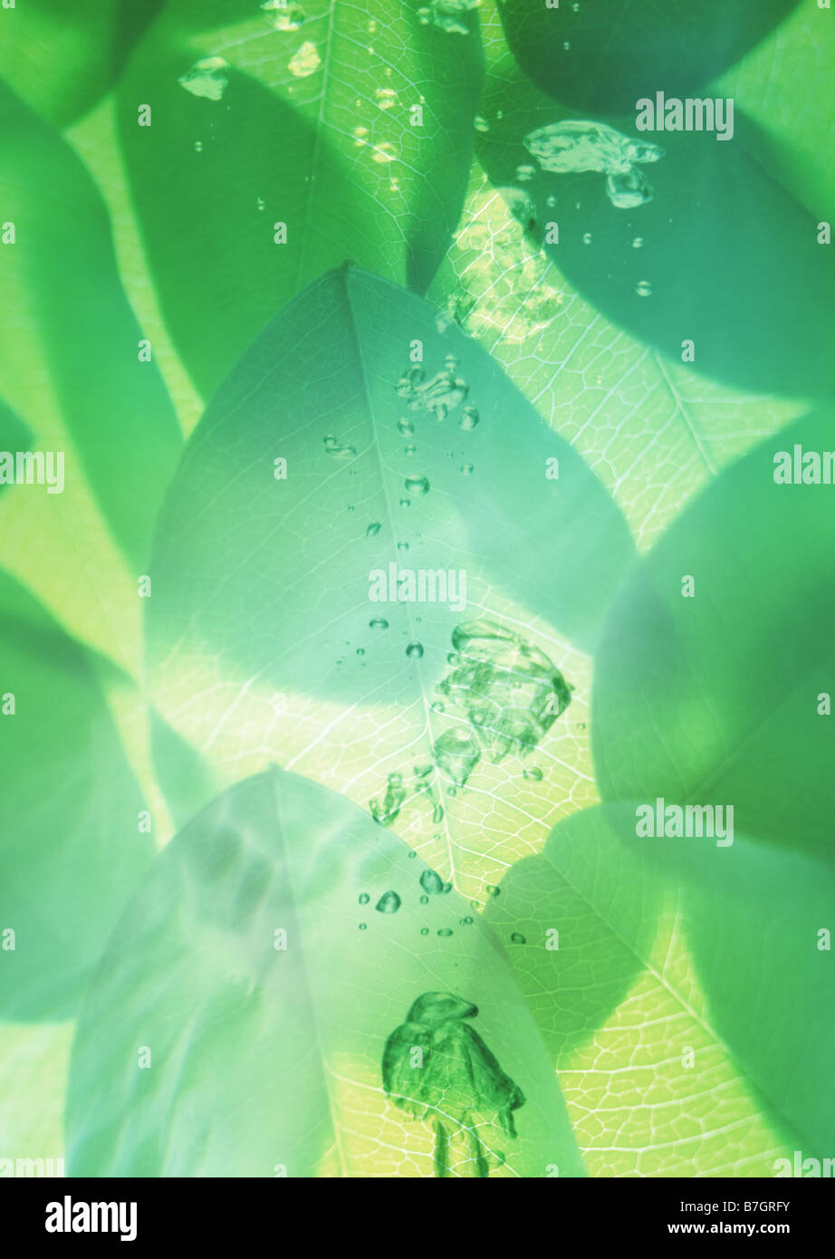 Leaves and bubbles Stock Photo - Alamy