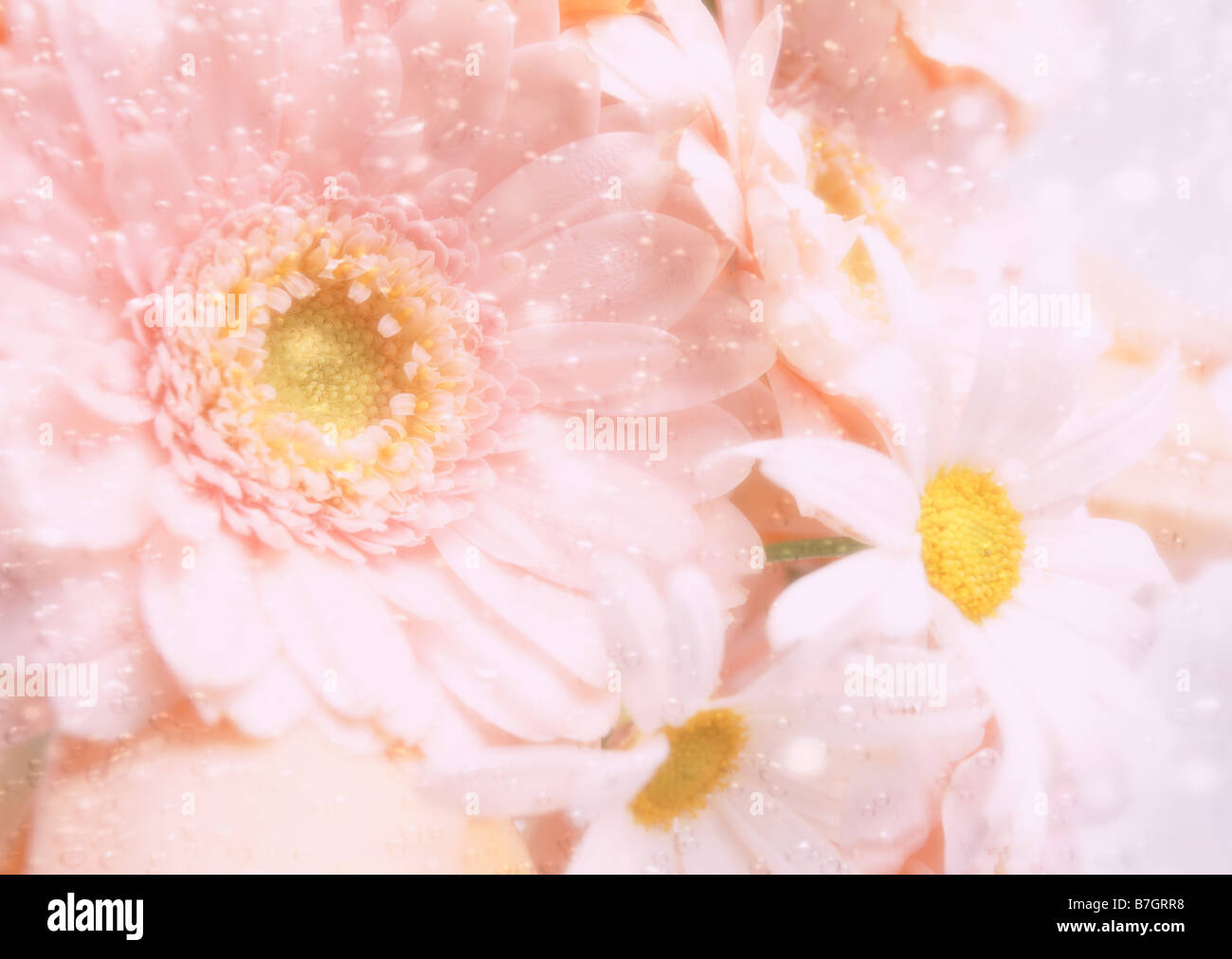 Gerbera and marguerite Stock Photo - Alamy