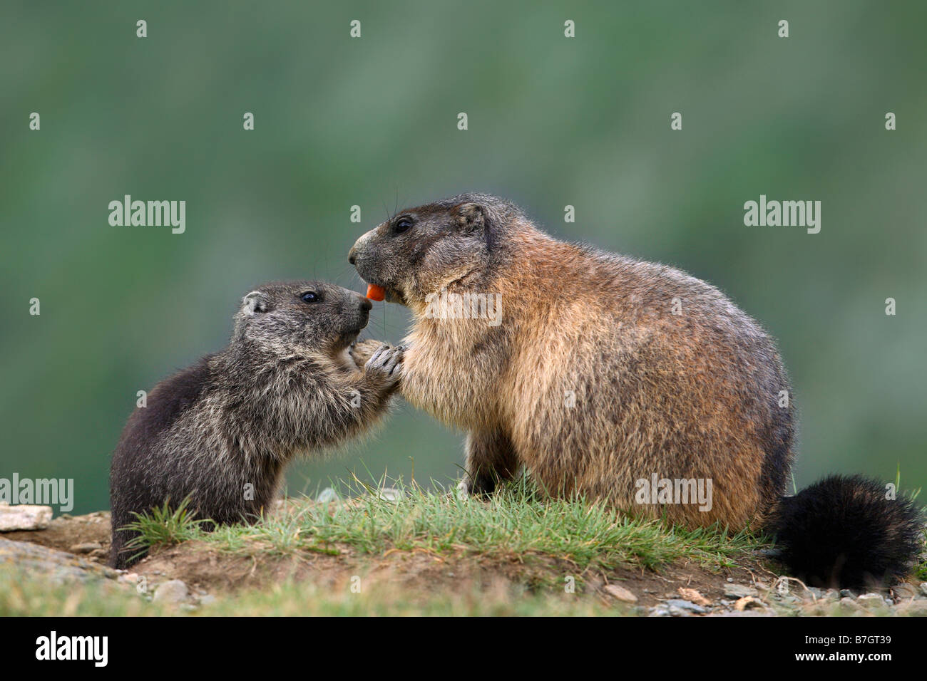 Alpine Marmot (Marmota marmota). Young watching mother eating Stock ...