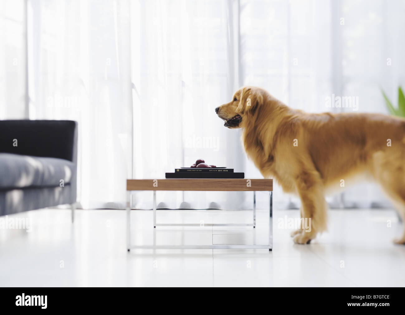 Dog and table Stock Photo - Alamy